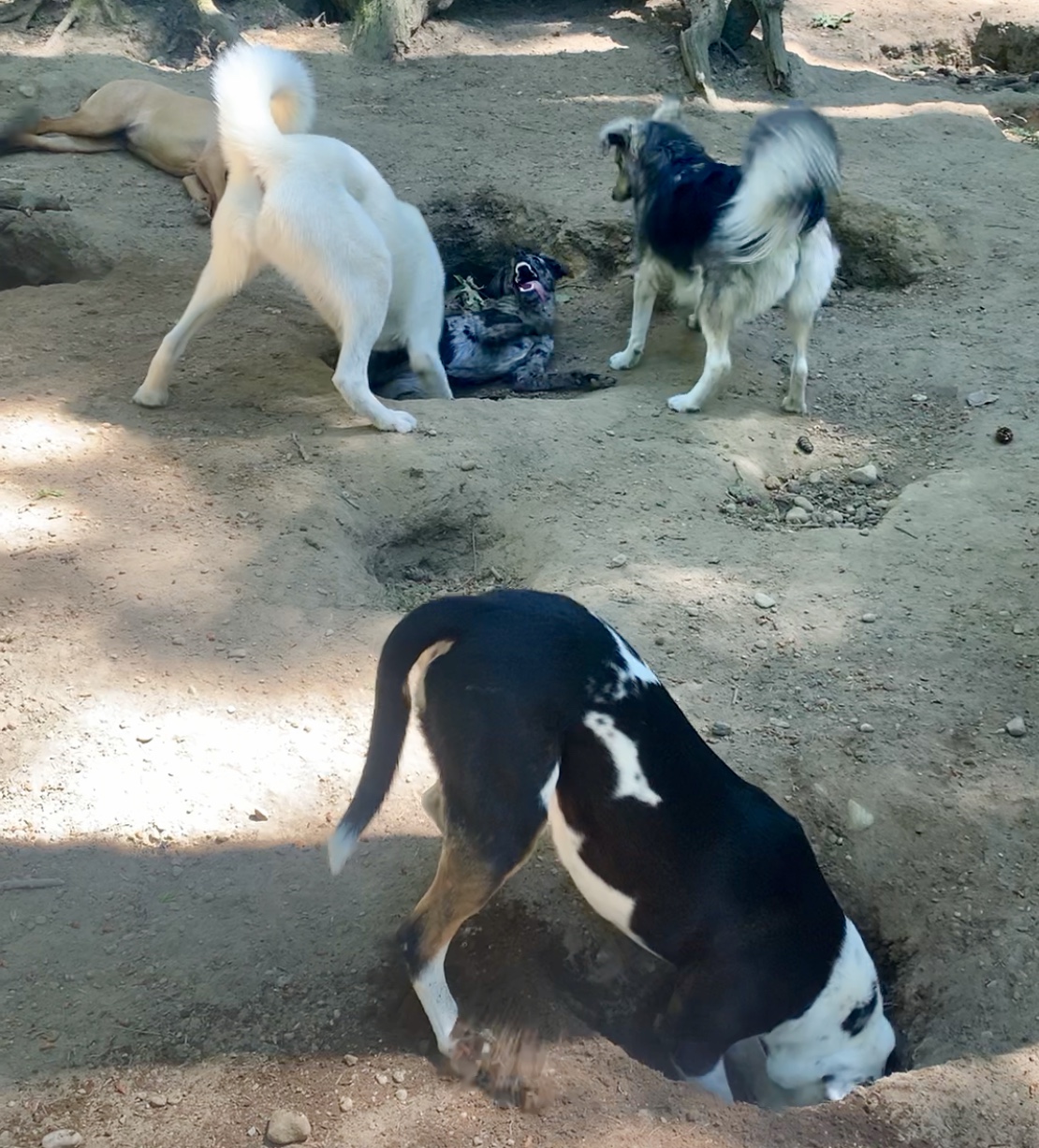 Dogs Being Dogs – Animal Magnetizm
